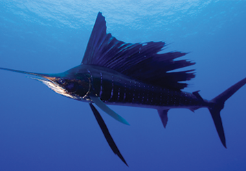The Sailfish Frenzy - One of the most elegant underwater animal in Mexico