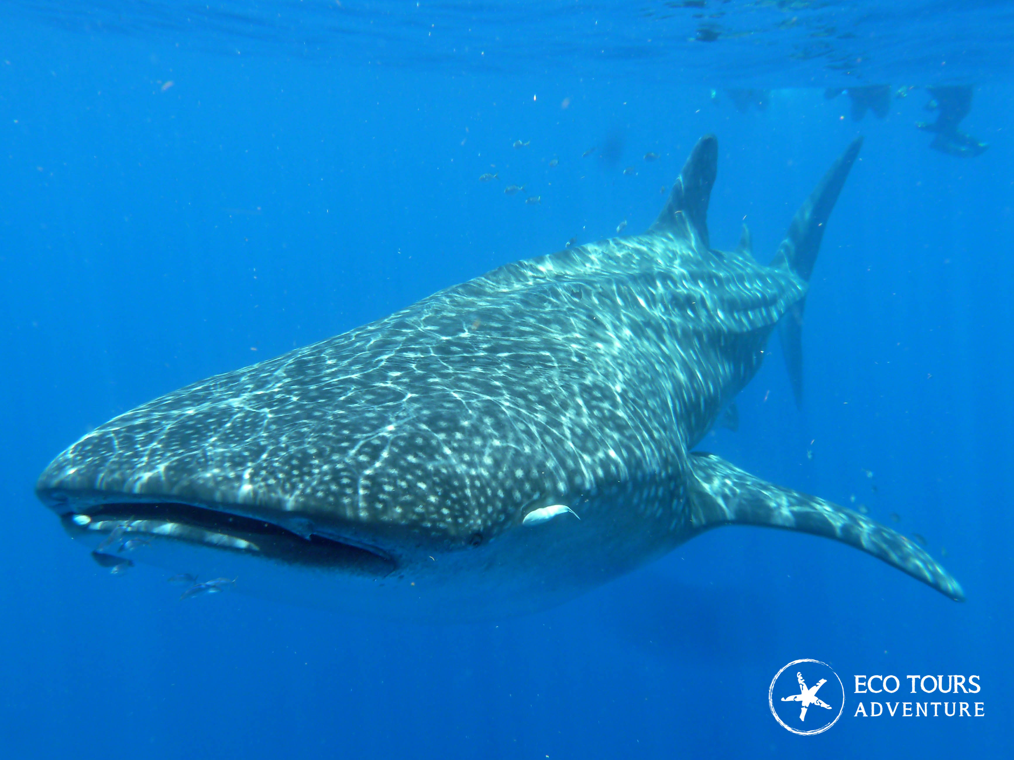 Whale Shark Tour Cancun Playa del Carmen Riviera Maya Mexico