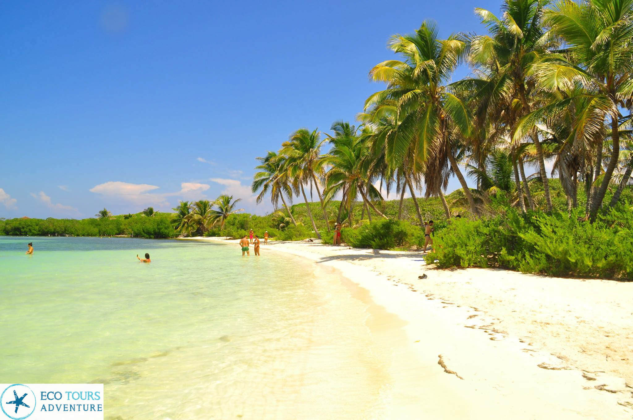 Whale Shark Tour Cancun Playa del Carmen - Private Island of Contoy